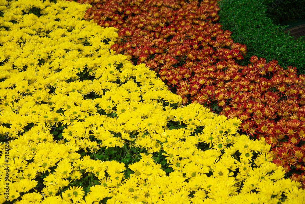 Blended arrangement dense of yellow and dark purple daisies garden mums ...
