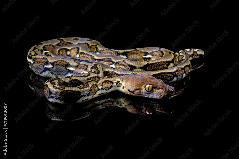 Indonesia python snake isolated on black, non-venomous snake Stock ...