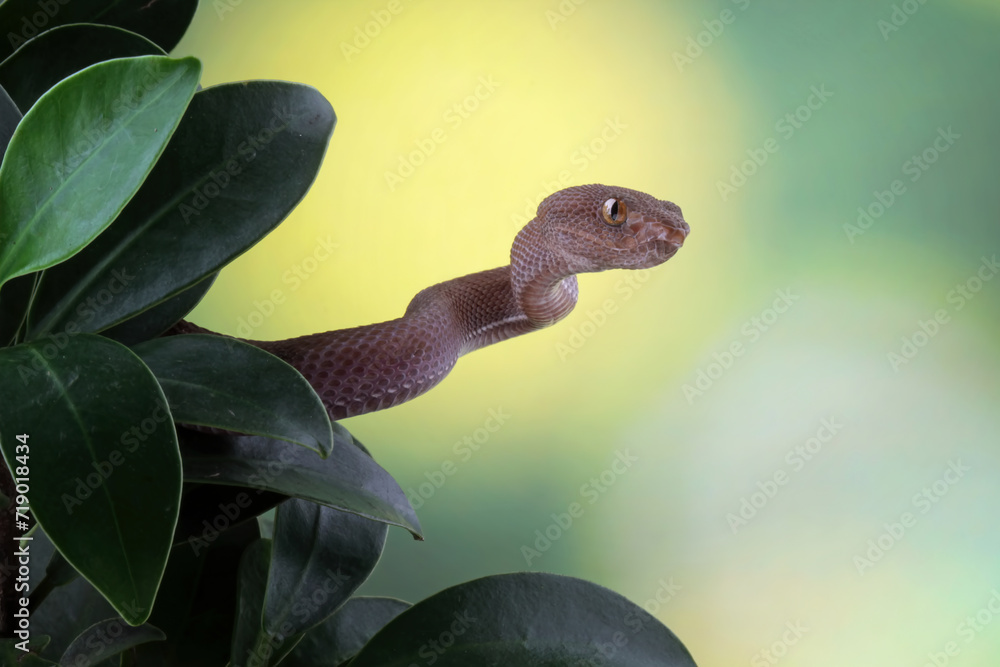 Baby viper snake on tree, trimeresurus purpureomaculatus viperidae ...