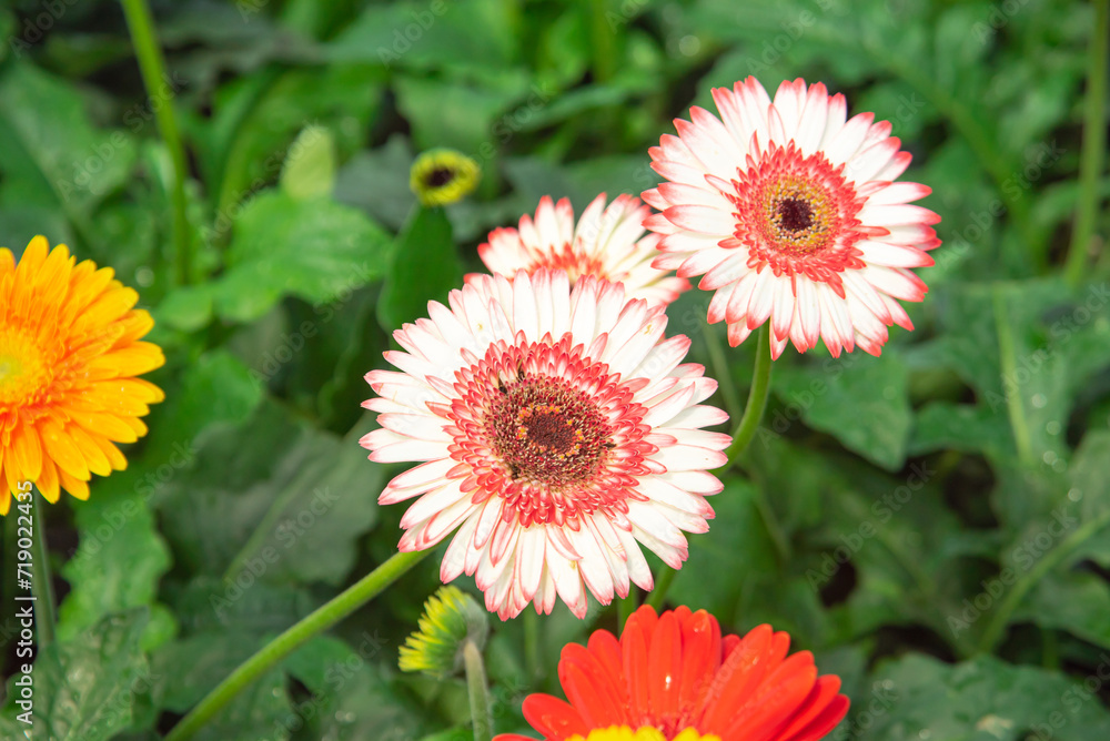 Red white and purple Gerbera Daisy flowers cross hybrida long stem ...
