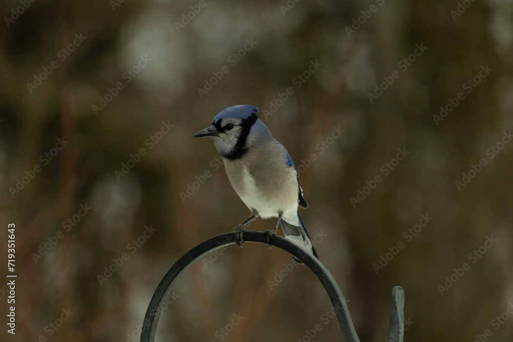 This beautiful blue jay bird came out to the shepherds hook when I took ...