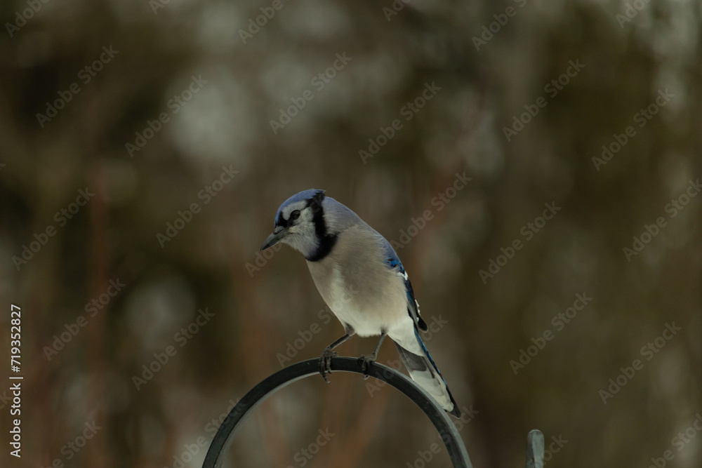 This beautiful blue jay bird came out to the shepherds hook when I took ...