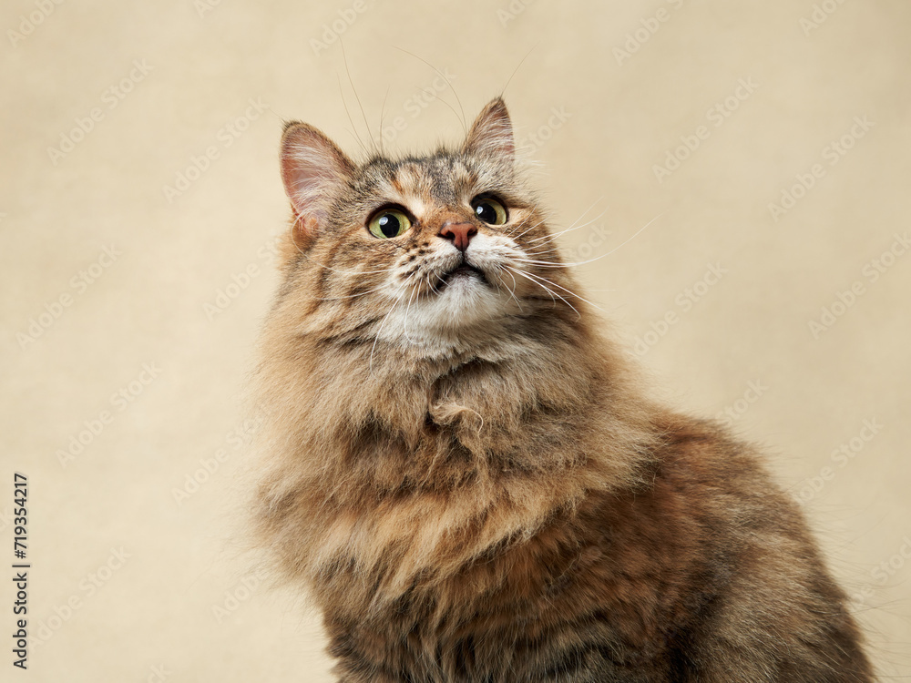 An attentive long-haired tabby cat gazes upward, its fur a mix of earth ...