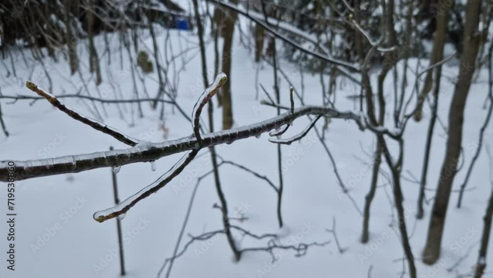 the bending of tree branches in winter is covered with a layer of ice ...
