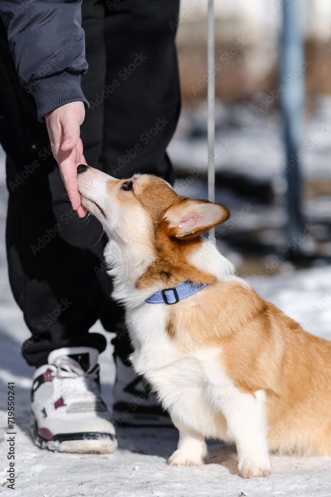 Small Pembroke Welsh Corgi puppy walks in the snow on a sunny winter ...
