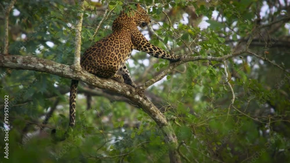 Leopard - Panthera pardus, big spotted yellow cat in India, genus ...