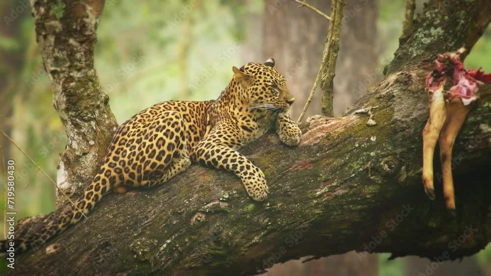 Leopard - Panthera pardus, big spotted yellow cat in India, genus ...