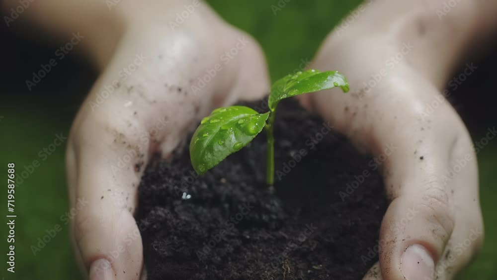 Woman hands holding green seedling. Water drops falling on a sprout ...