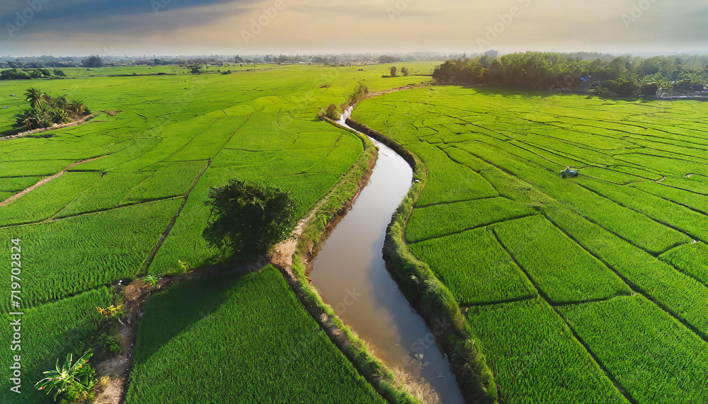 Aerial view of lush green rice field with small winding canal ...