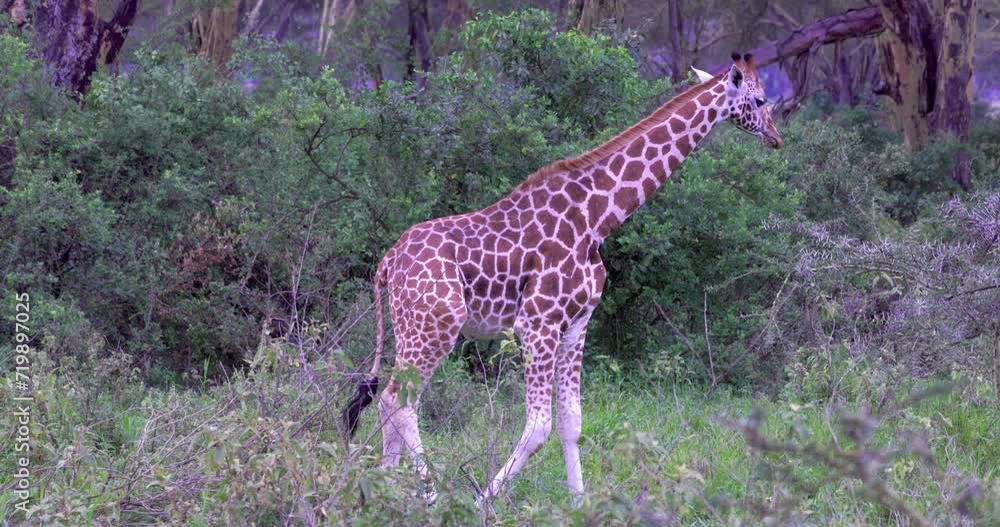 Giraffes are the tallest of all land animals; males (bulls) may exceed ...