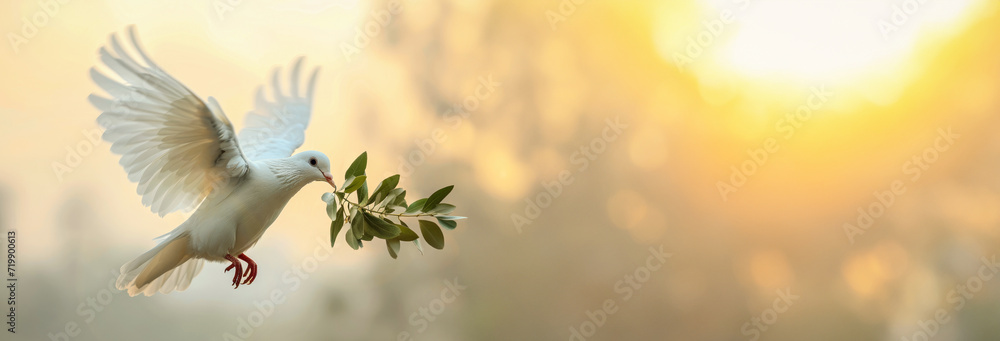 One White Dove freedom flying Wings on sunset wide sky background ...