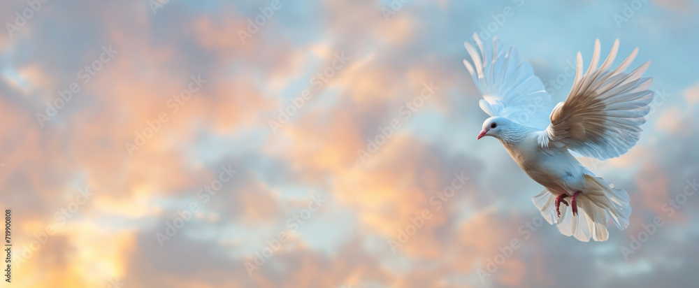 One White Dove freedom flying Wings on sunset wide sky background ...