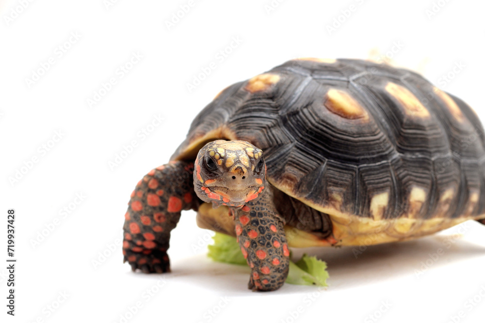 Cute small baby Red-foot Tortoise in front of white background, The red ...