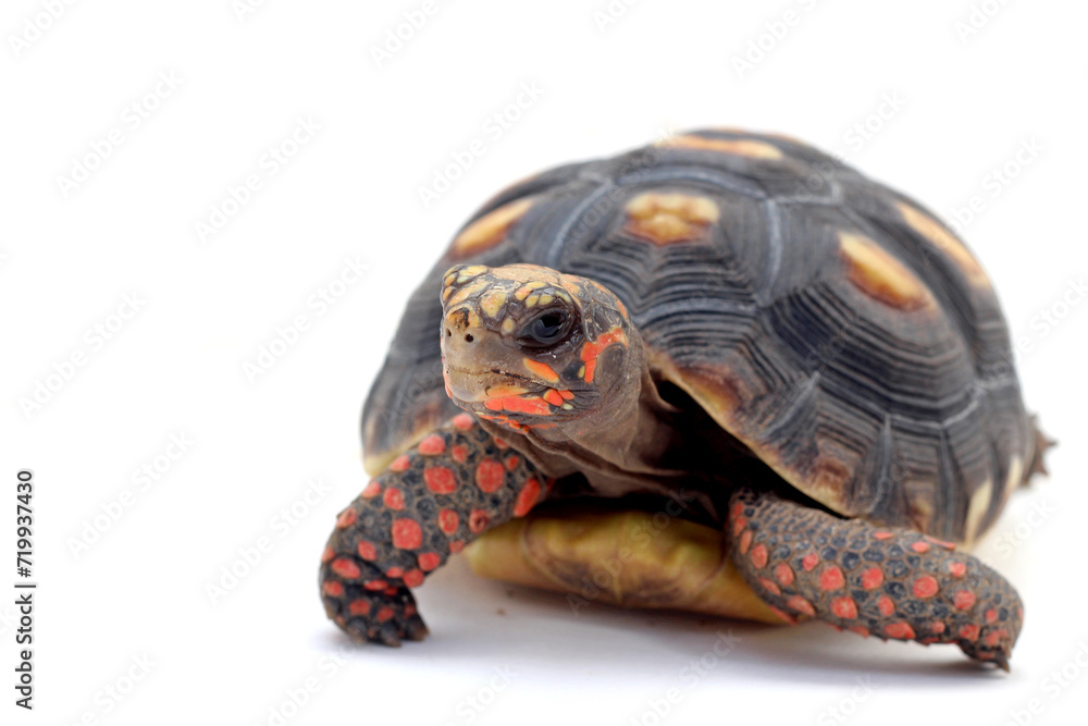 Cute small baby Red-foot Tortoise in front of white background, The red ...