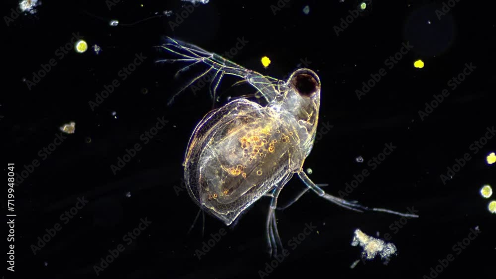 Incredible surface texture of a microscopic crustacean, a Daphnia ...