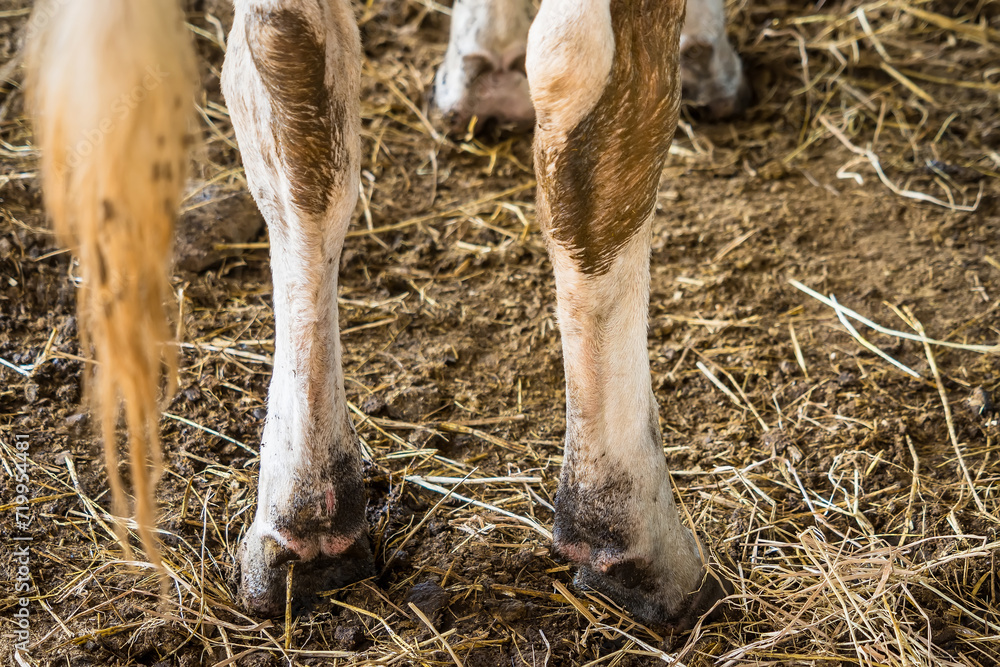 Cow's foot.Cow's legs in the cow stall foto de Stock | Adobe Stock