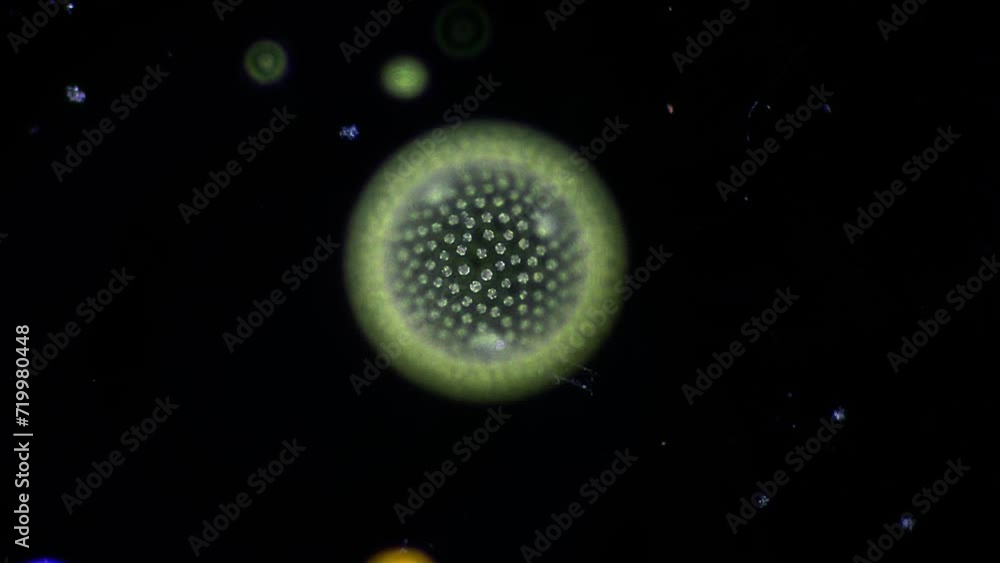 a single colony of the green alga Volvox, revolving under the ...