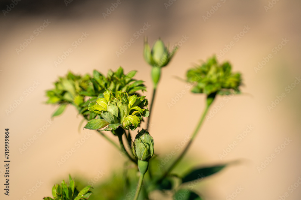 Rosa chinensis viridiflora in the botanical garden. Viridiflora green ...