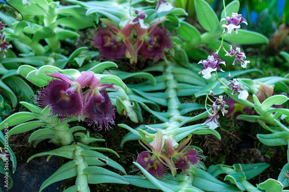 Close-up view of blooming Epidendrum medusae orchids. Multiple plants ...