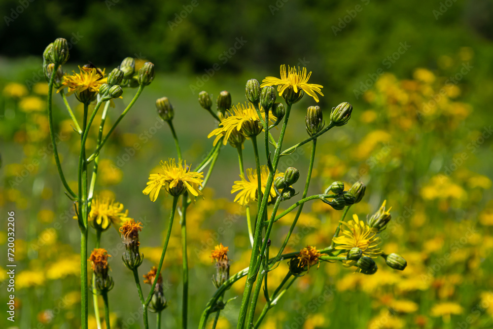 Bright yellow Pilosella caespitosa or Meadow Hawkweed flower, close up ...