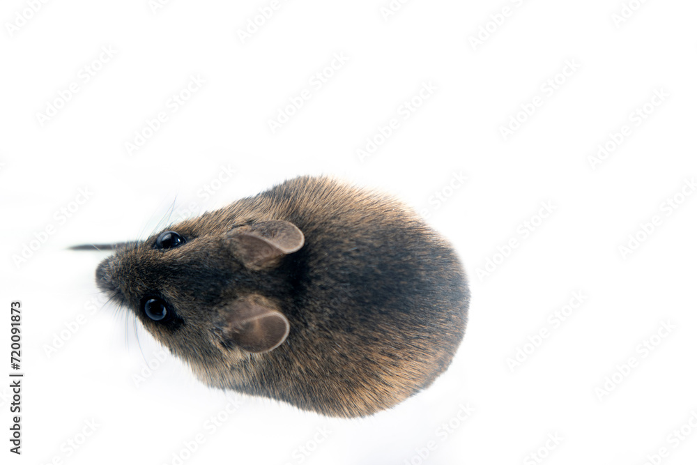 Theriology and deratization. Wild forest and field mice (Apodemus and ...