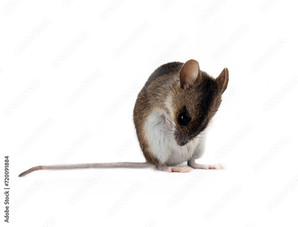 Theriology and deratization. Wild forest and field mice (Apodemus and ...