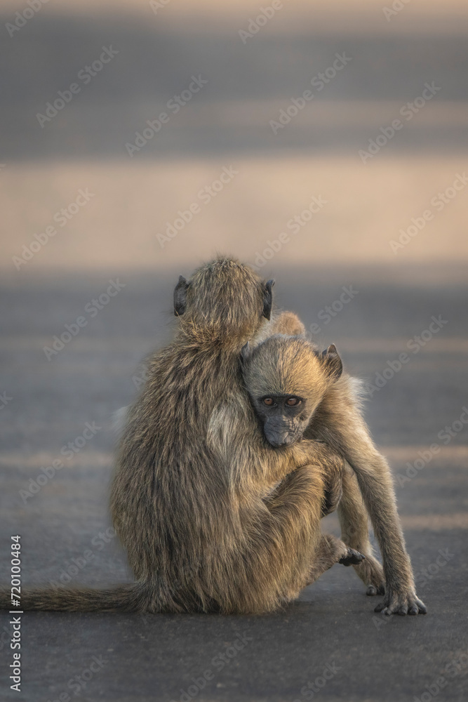 Two young Chacma baboons hugging in Kruger National Park while sitting ...