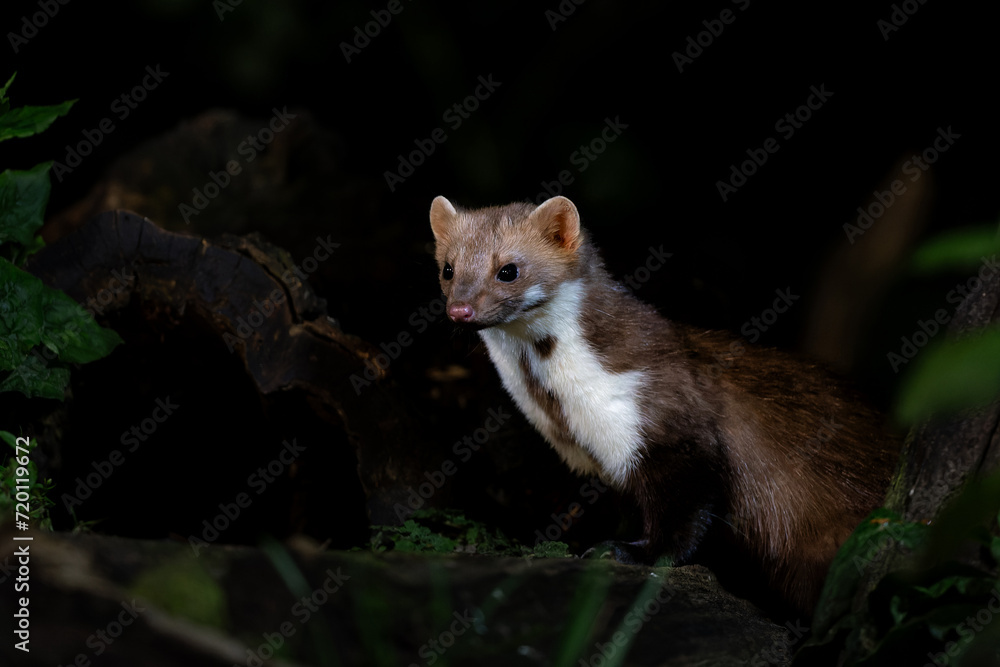 Beech marten (Martes foina), also known as the stone marten, house ...