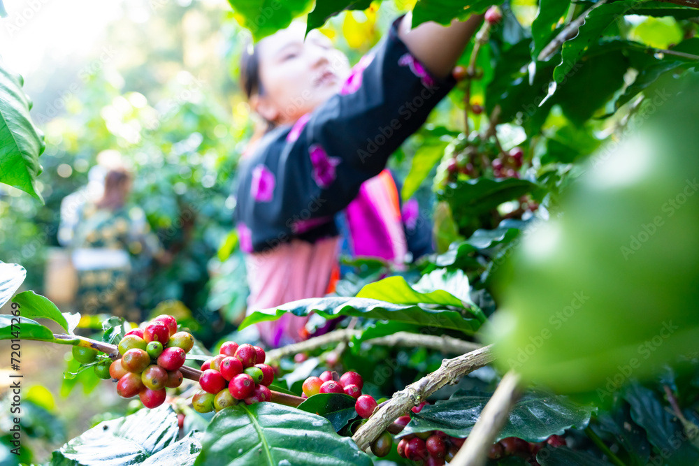Happy Asian woman farmer picking red cherry coffee beans in coffee ...
