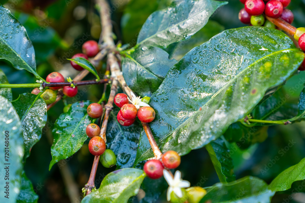 Red ripe cherry berries coffee beans on coffee tree in coffee ...