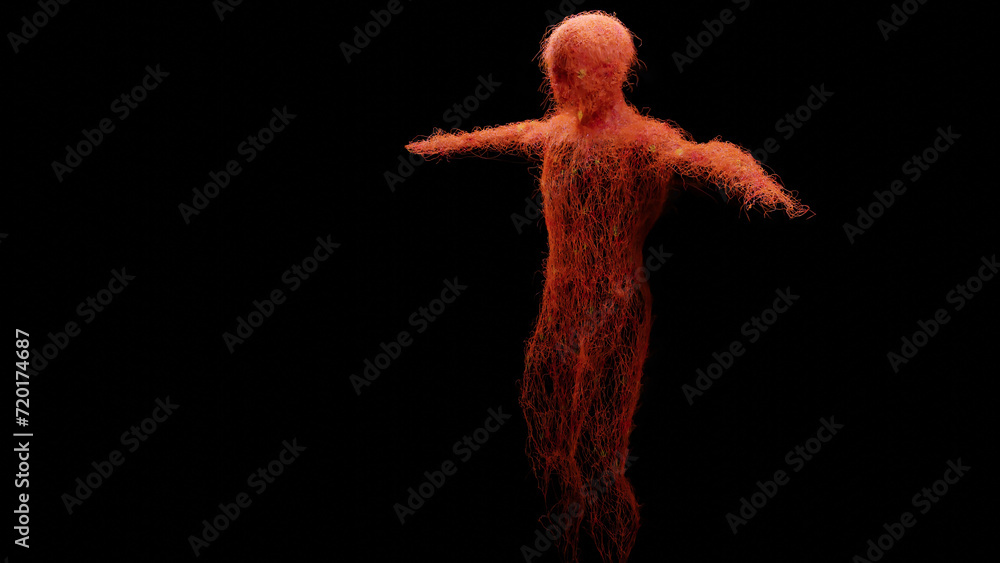 Human arterial and venous circulatory system, Medically accurate ...