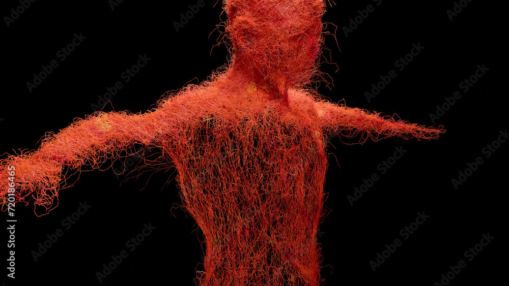 Human arterial and venous circulatory system, Medically accurate ...