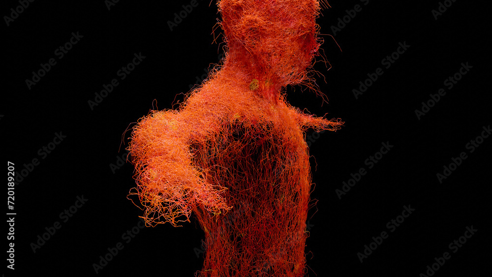 Human arterial and venous circulatory system, Medically accurate ...