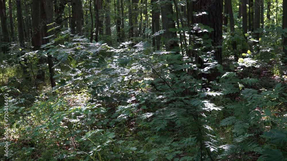 Sunlight filters through the canopy, casting dappled shadows on the ...
