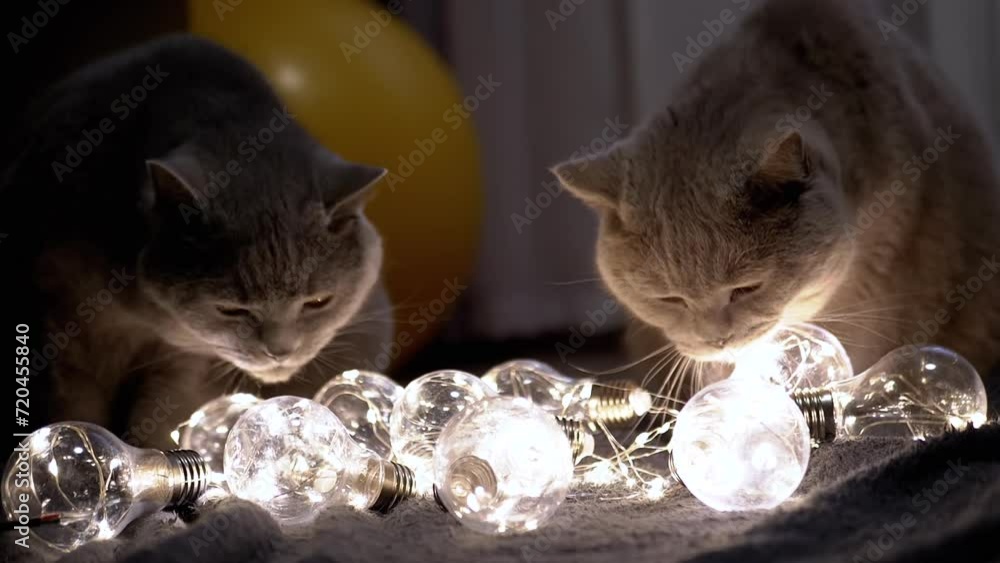 Two Large Scottish Cats Playing with Christmas Bright Light Bulbs in ...