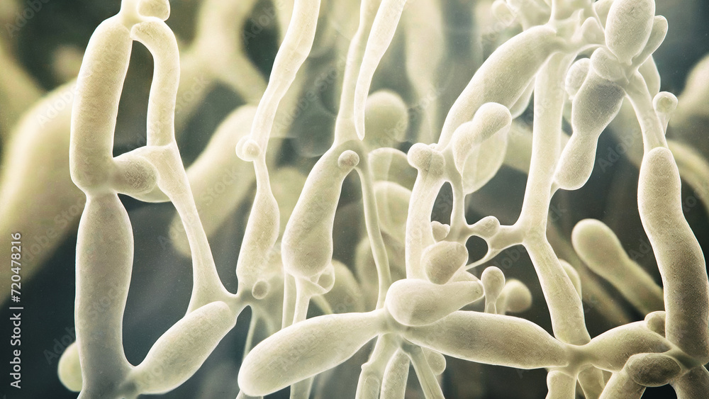 Bacteria, fungi, mold, and yeast on a dark background - candida yeast ...