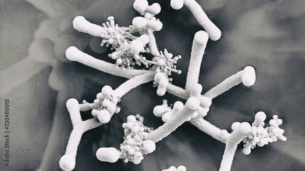 Bacteria, fungi, mold, and yeast on a dark background - candida yeast ...