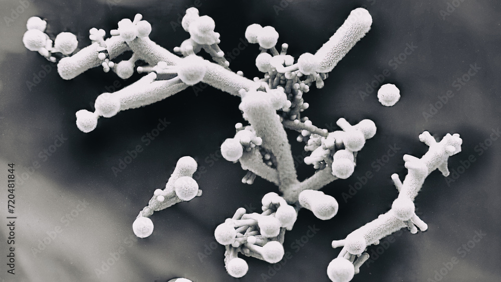 Bacteria, fungi, mold, and yeast on a dark background - candida yeast ...