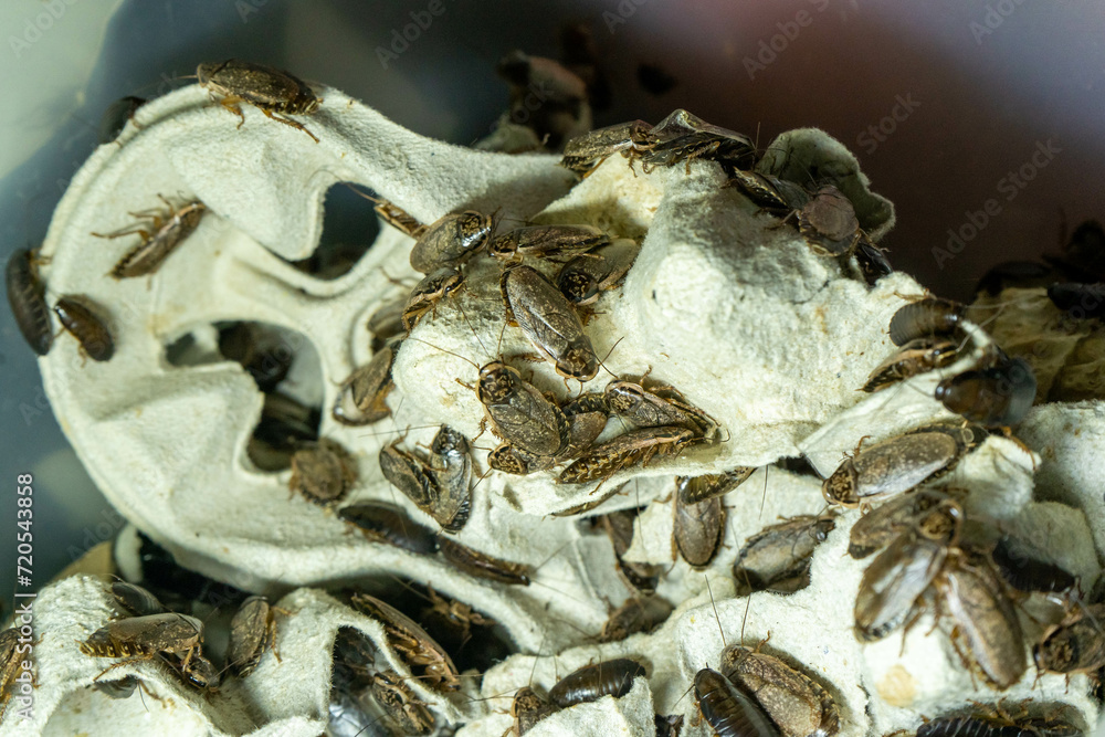 Insects cluster textured organic close-up brown entomology arthropods ...