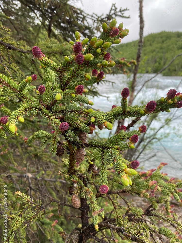 Spruce tips form at the end of branches and first appear as small bud ...