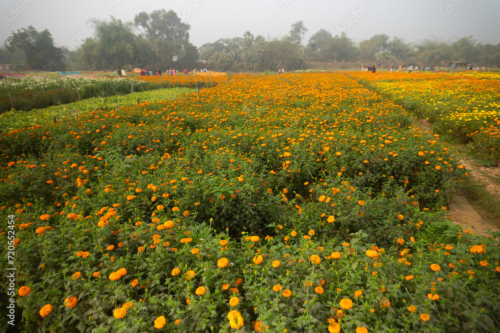 Vast field of orange marigold flowers at valley of flowers, Khirai ...