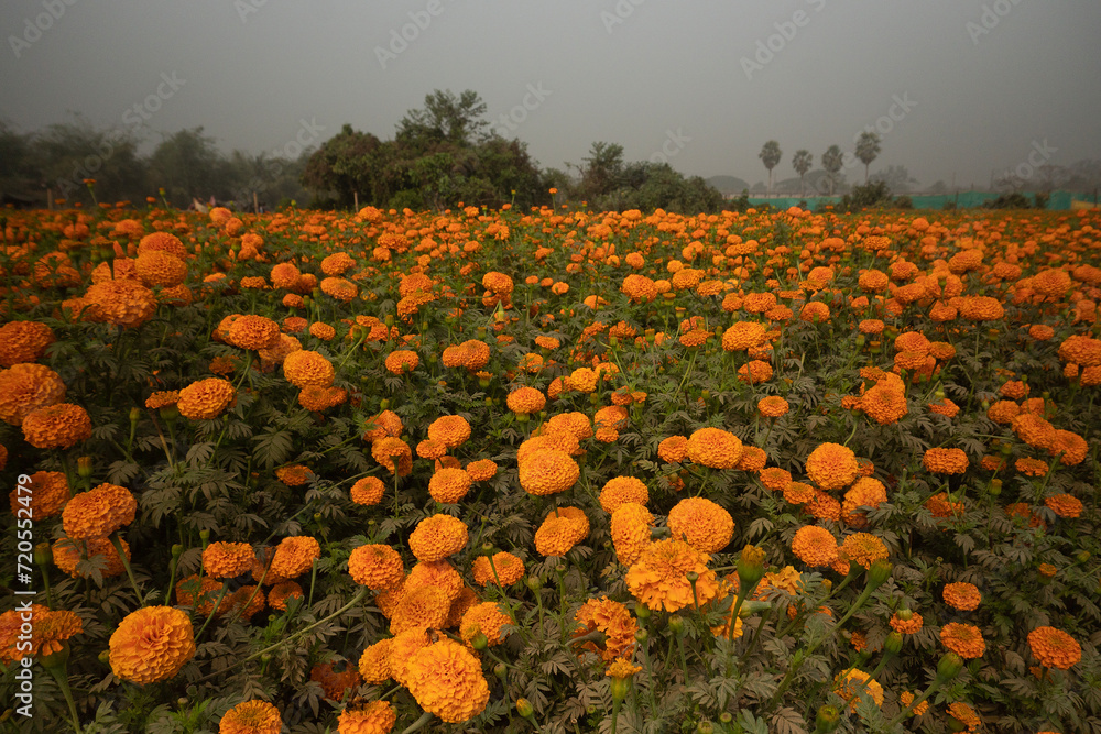 Vast field of orange marigold flowers at valley of flowers, Khirai ...