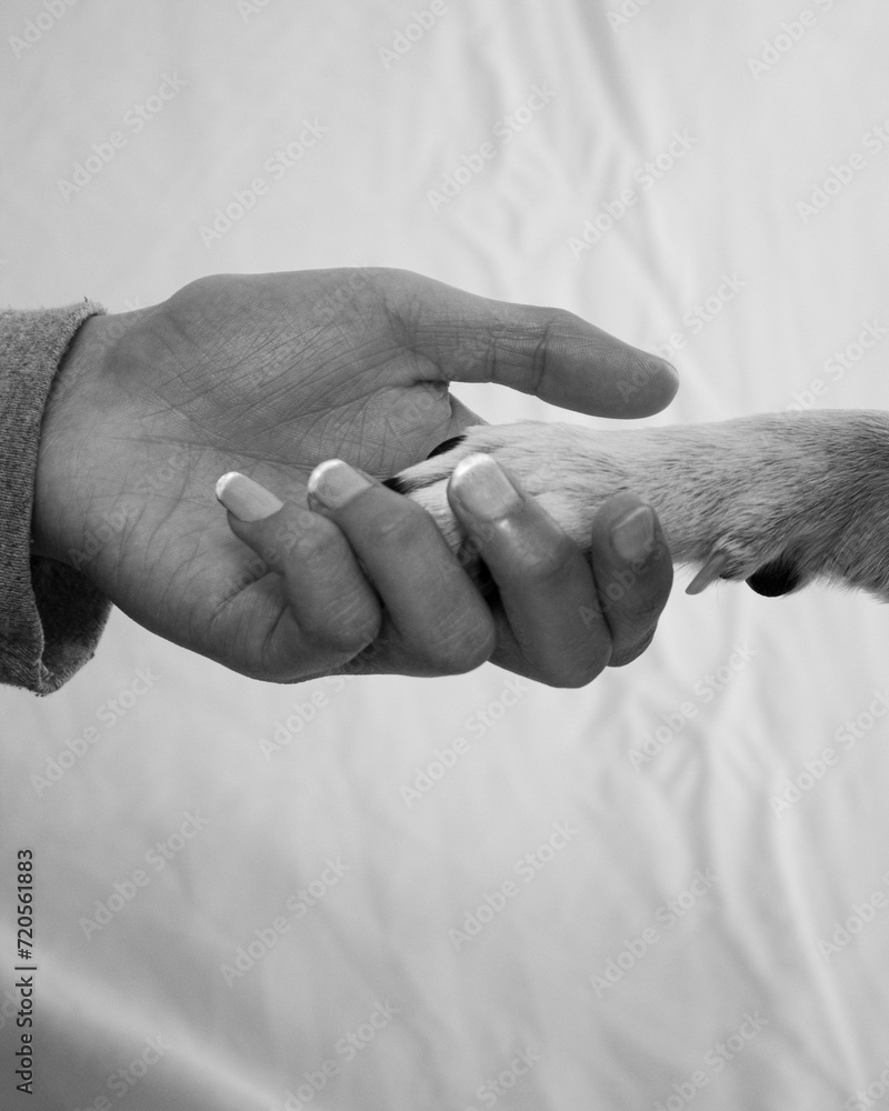 Hand holding paw portrait Stock Photo | Adobe Stock