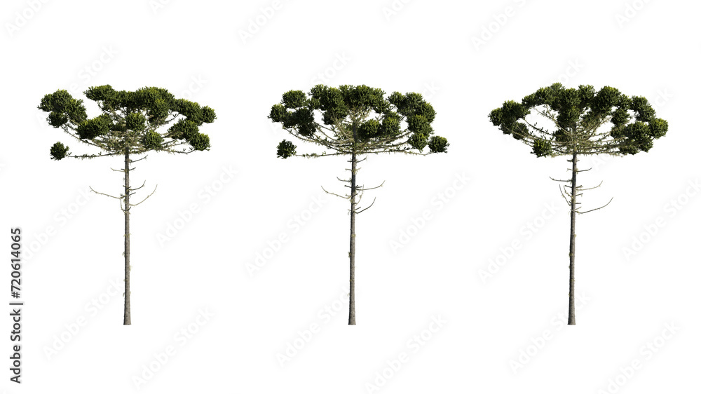 Set realistic coniferous trees 3D rendering on a transparent background ...