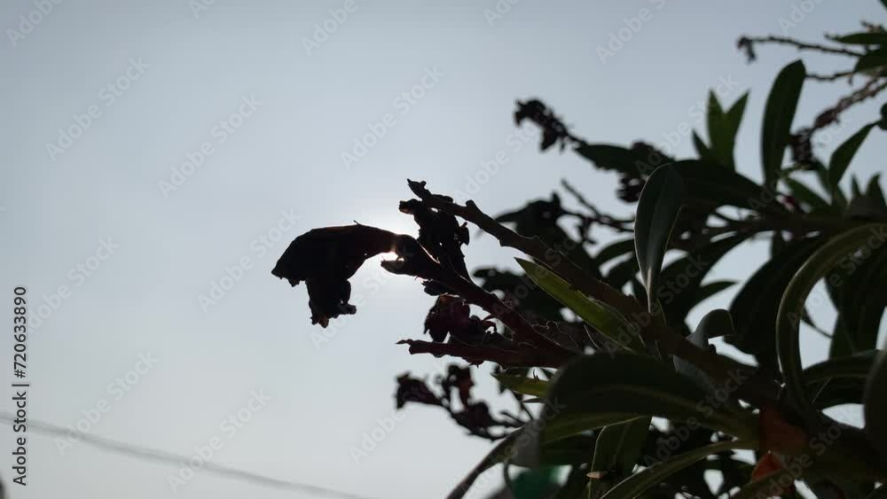 Vidéo Stock Sun dappling light behind tree branches. Silhouette trees ...