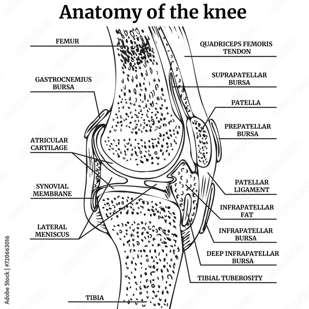 Human anatomy. The structure of the knee joint with descriptions ...
