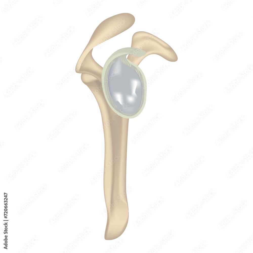 Human anatomy. Glenoid Cavity. The structure of the clavicle. Mesh ...