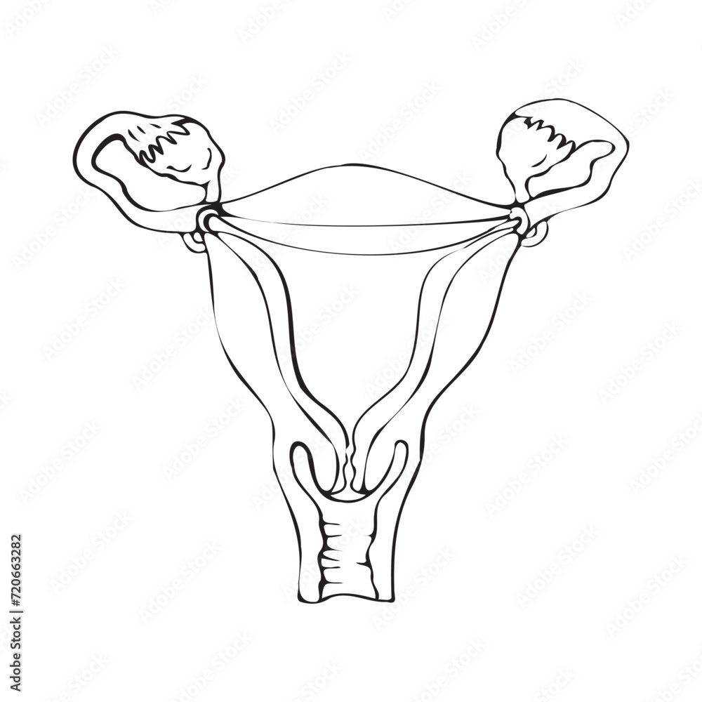 Human anatomy. Black line drawing of uterus, sketch. Medical diagram ...