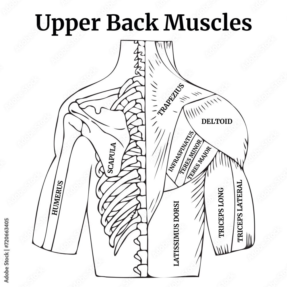 Anatomy of the human body. Upper back muscles. Human torso with black ...