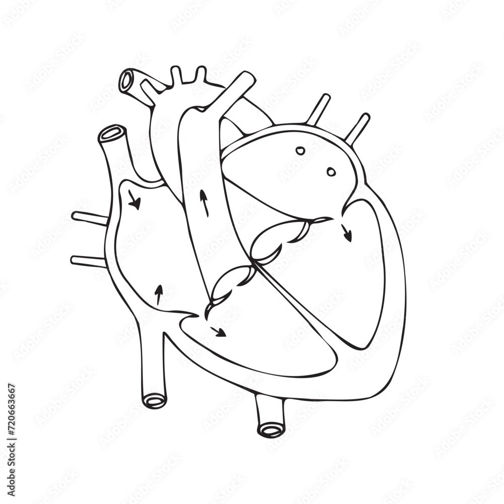 Diagram of a human heart in cross section. Minimal sketch with black ...